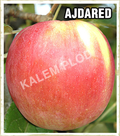 Voćne sadnice jabuka - Ajdared - Kalem Plod