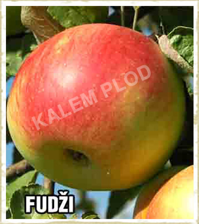 Voćne sadnice jabuka - Fudži I - Kalem Plod