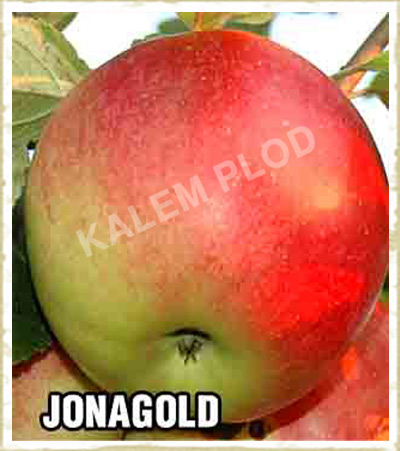 Voćne sadnice jabuka - Jonagold - Kalem Plod