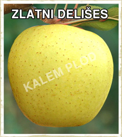Voćne sadnice jabuka - Zlatni delišes - Kalem Plod
