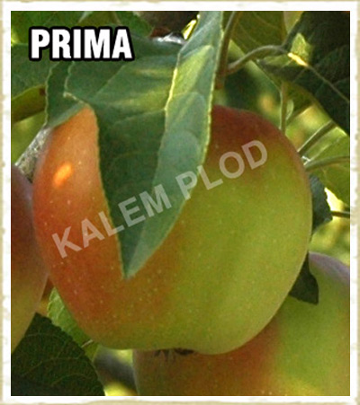 Voćne sadnice jabuka - Prima - Kalem Plod